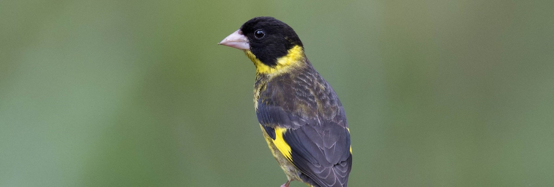 Wildlife Interaction in Vietnam - Sonasia Holiday