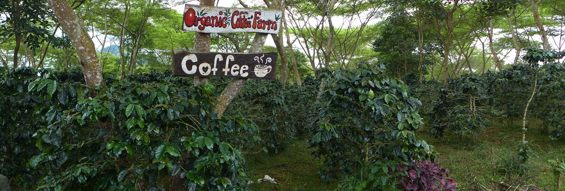 Bolaven Plateau Travel - When to visit - What to see & do - Where to stay